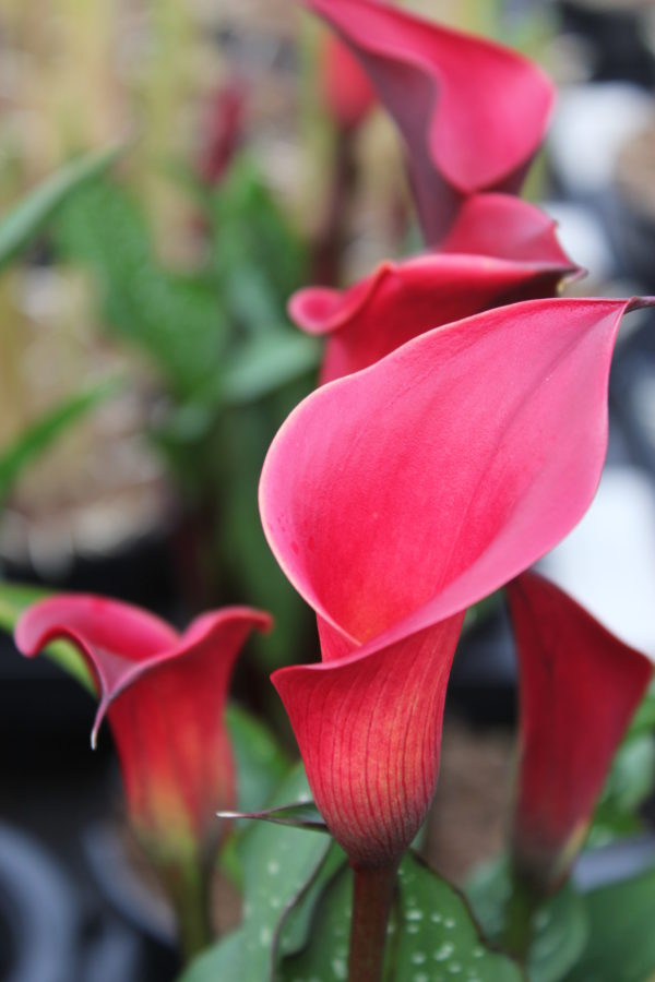 Zantedeschia (Calla) Tips – Brighter Blooms