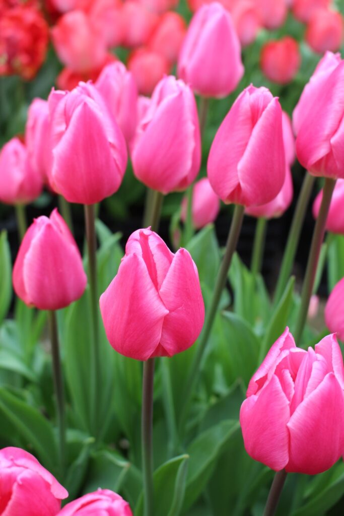 Tulip Christmas Dream – Brighter Blooms