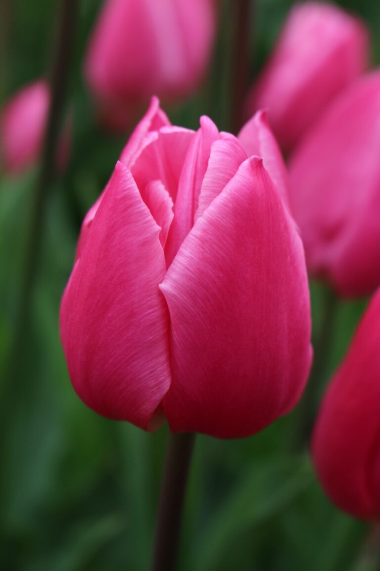 Tulip Christmas Dream – Brighter Blooms