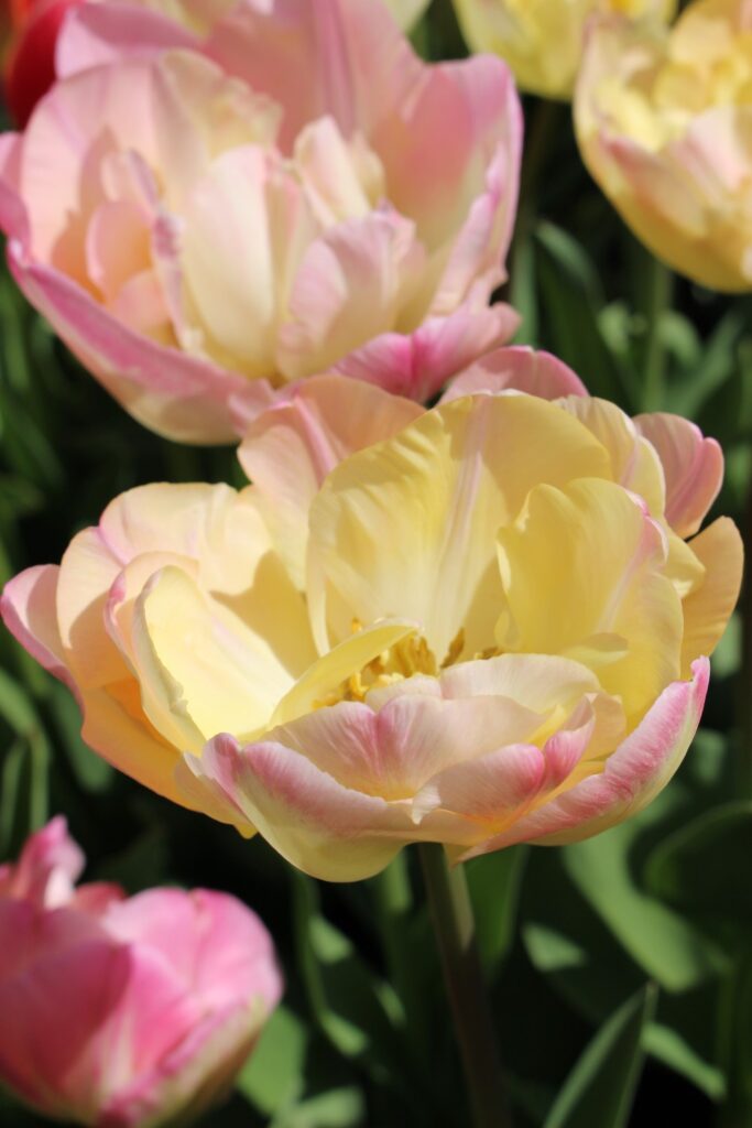 Tulip Créme Upstar – Brighter Blooms