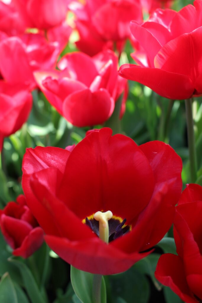 Tulip Pallada – Brighter Blooms