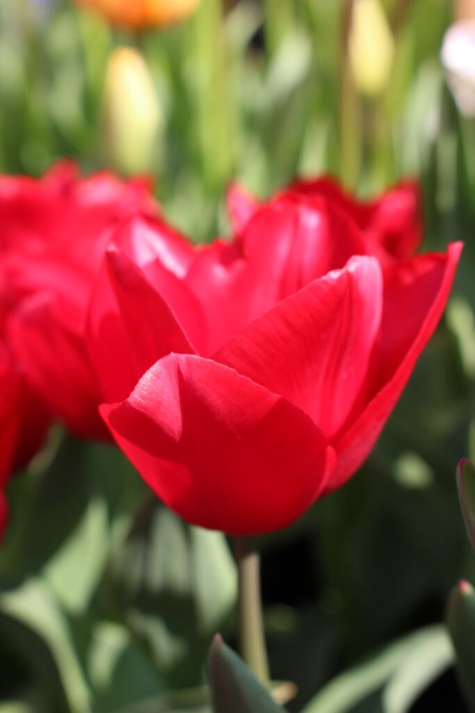 Tulip Pallada – Brighter Blooms