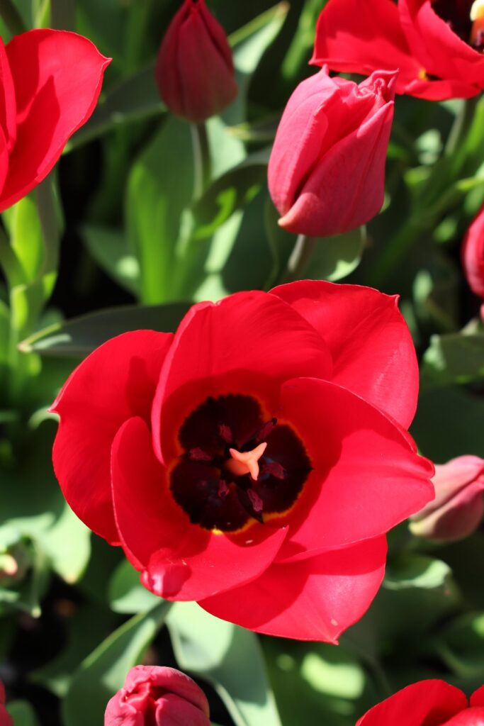 Tulip Pallada – Brighter Blooms