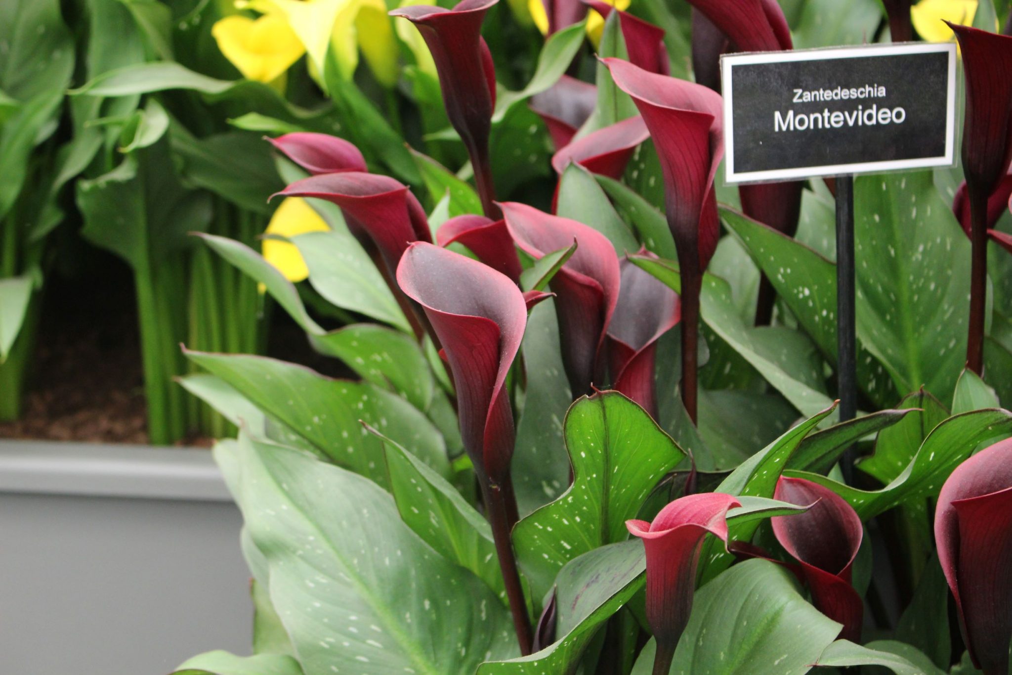 Zantedeschia Montevideo rhizome – Brighter Blooms