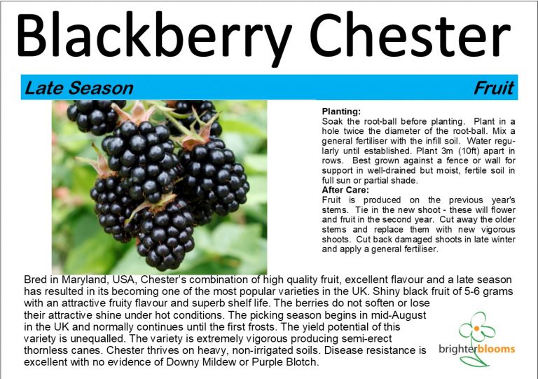 Blackberry Chester – Brighter Blooms