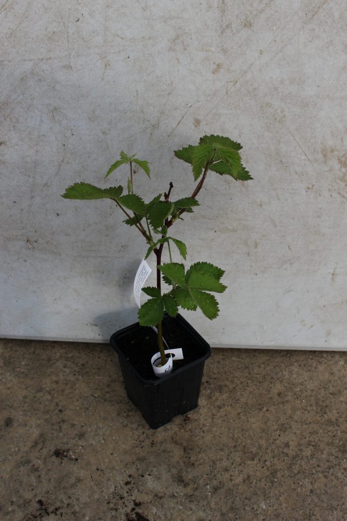 Blackberry Chester – Brighter Blooms