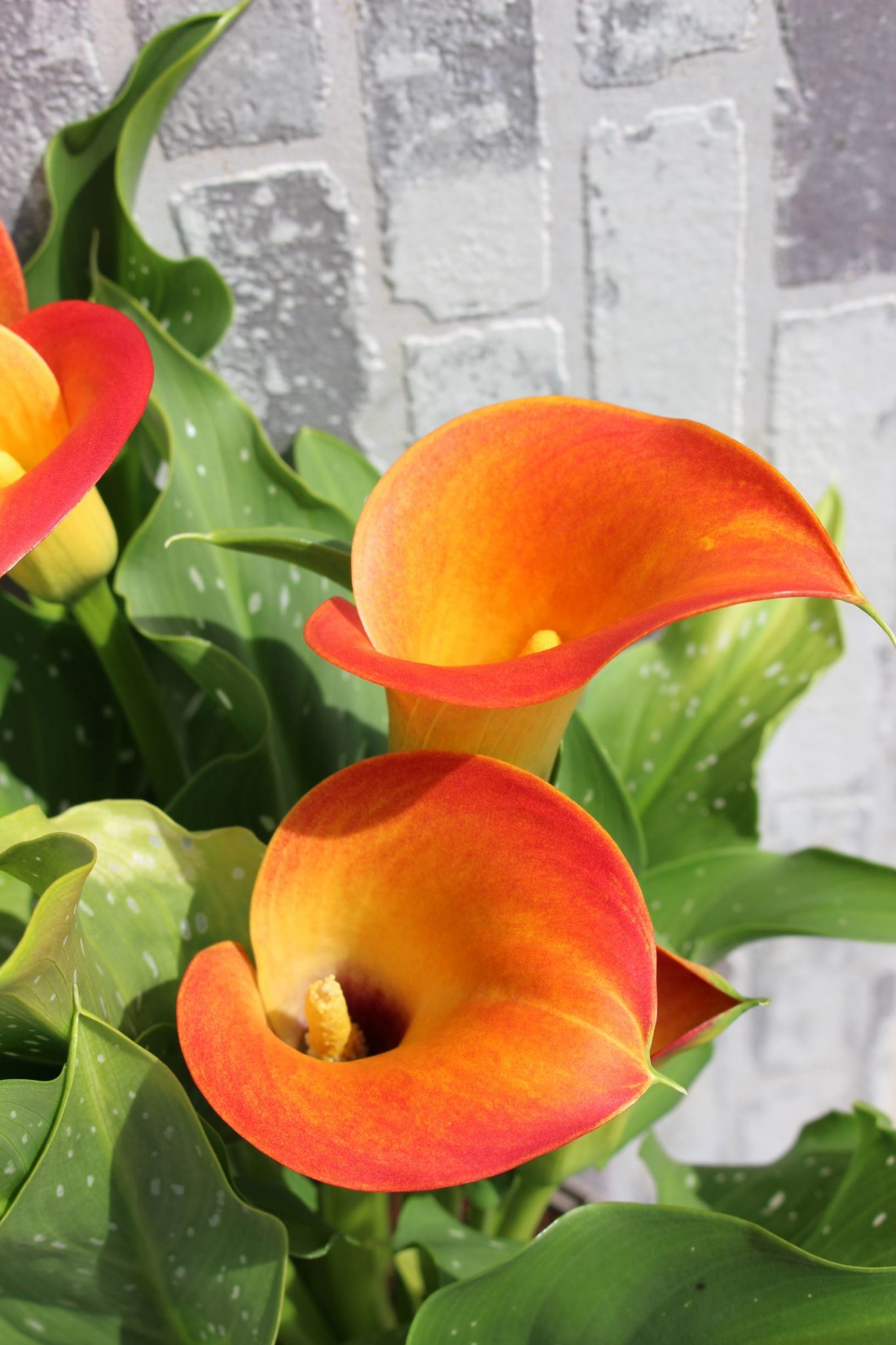 Zantedeschia Brunello Plant – Brighter Blooms