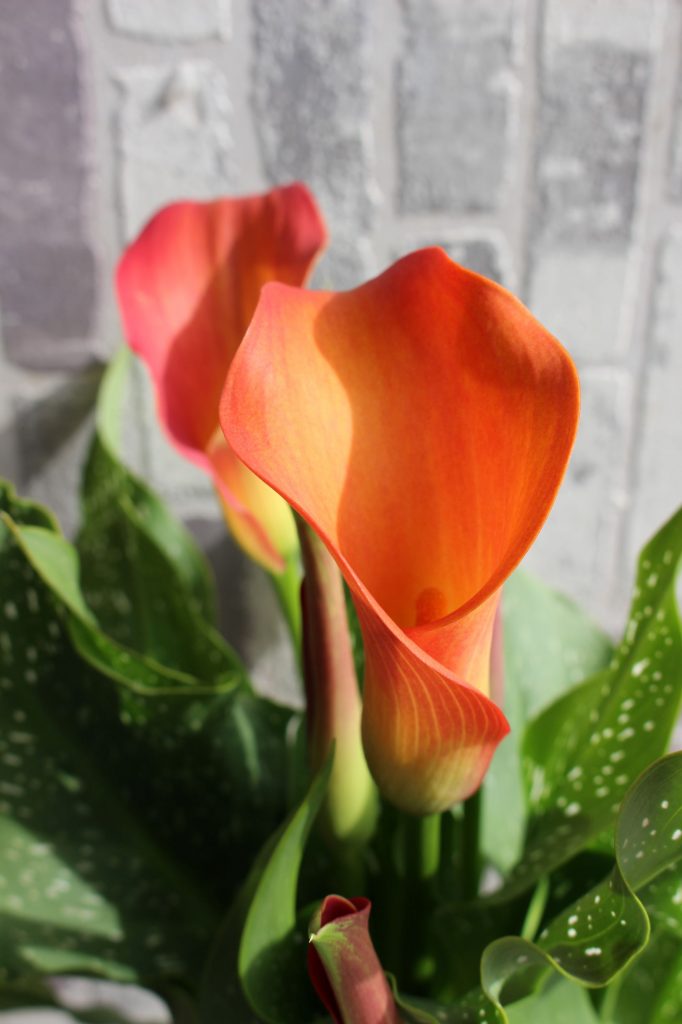 Zantedeschia Fireworks Plant – Brighter Blooms