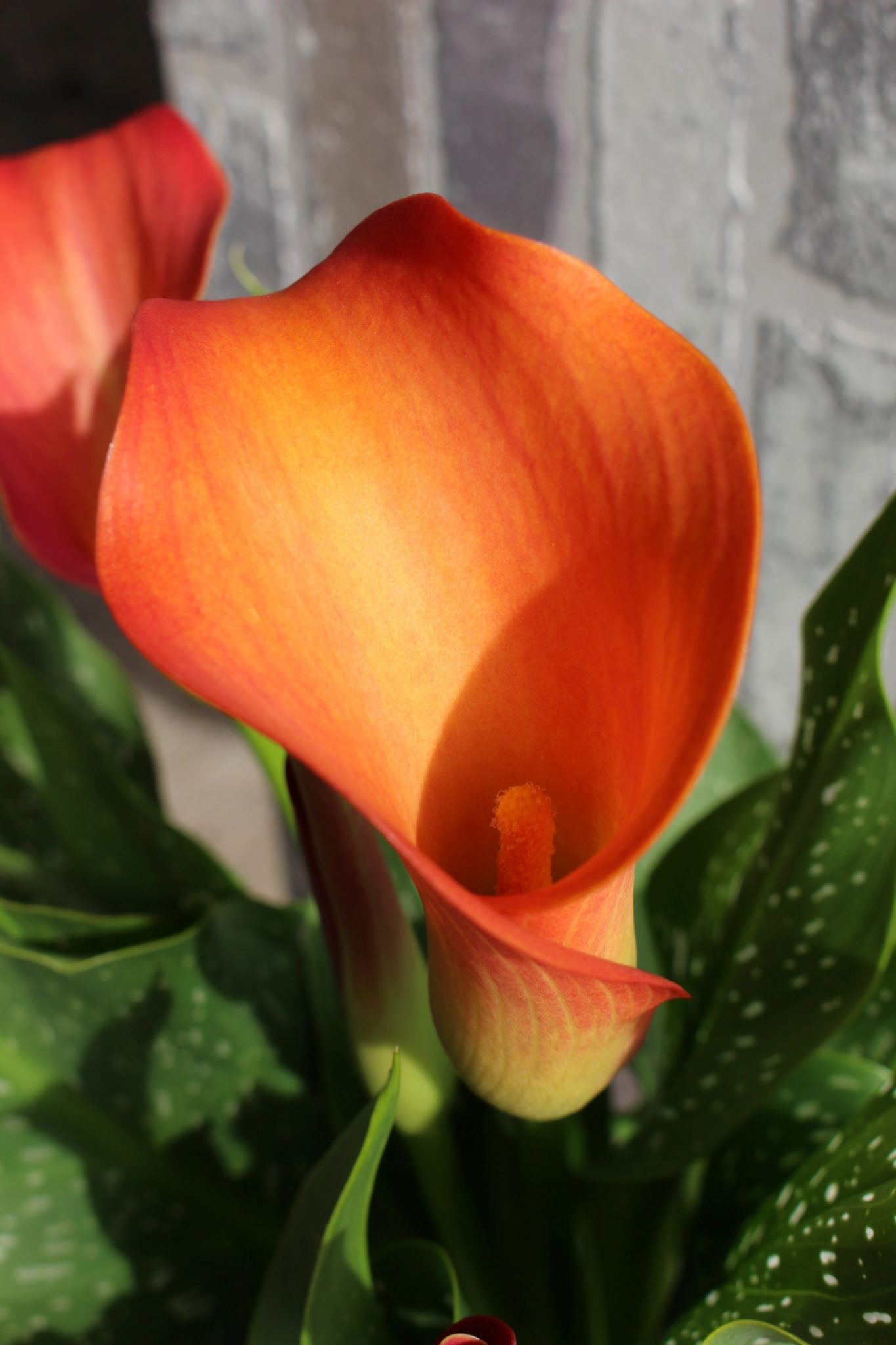Zantedeschia Fireworks Plant – Brighter Blooms