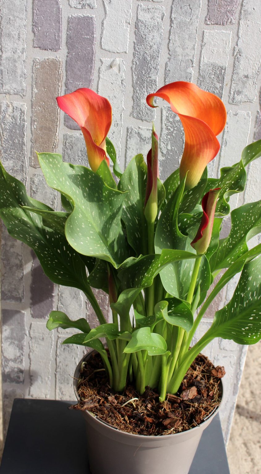 Zantedeschia Fireworks Plant – Brighter Blooms