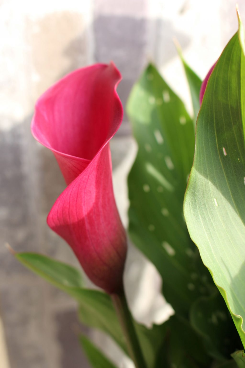 Zantedeschia Toronto Plant – Brighter Blooms