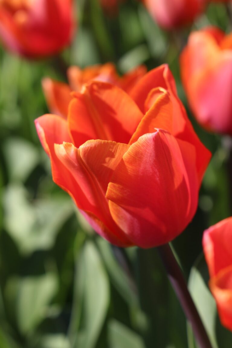 Tulip Jimmy – Brighter Blooms