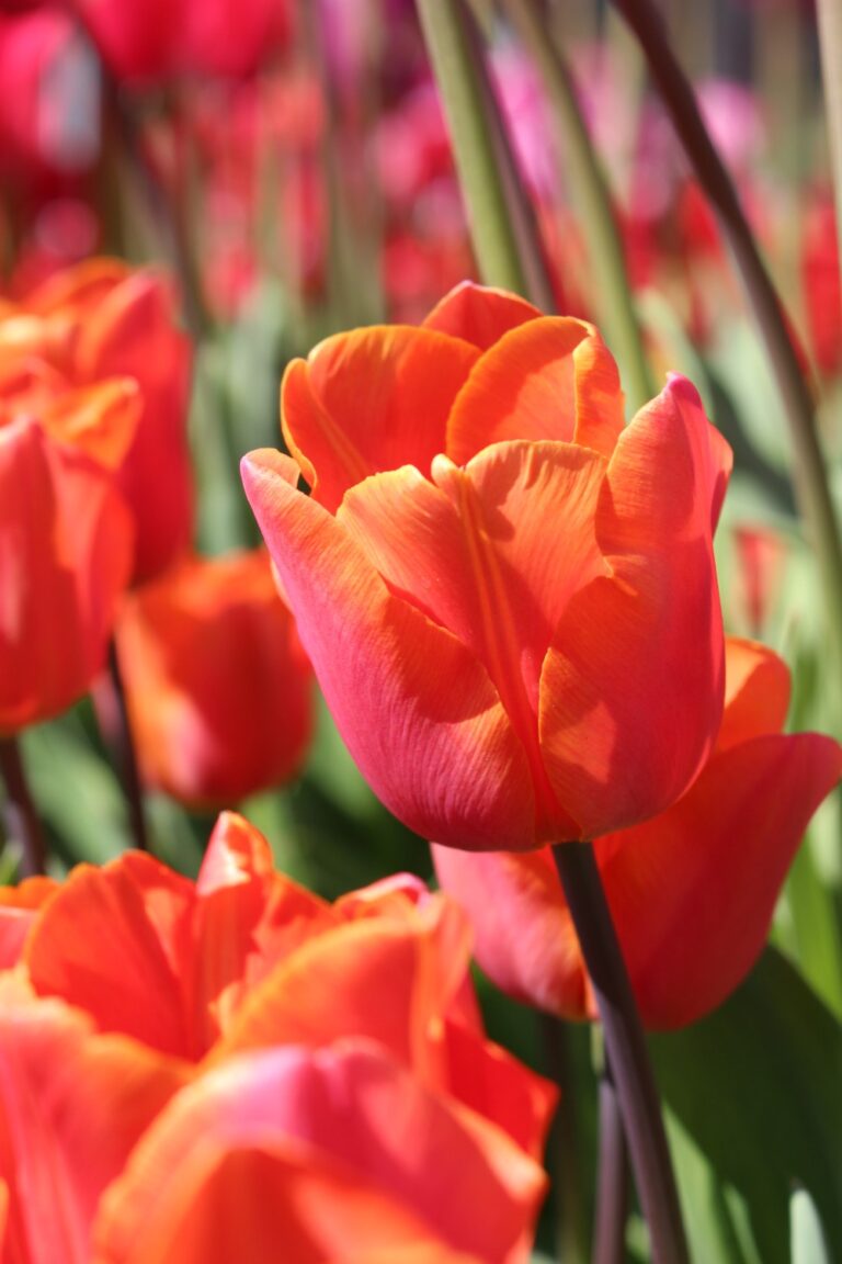 Tulip Jimmy – Brighter Blooms