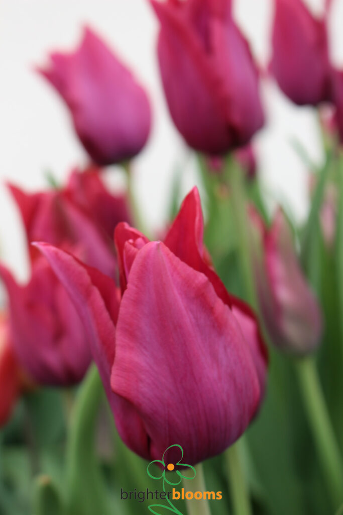 Tulip Merlot – Brighter Blooms
