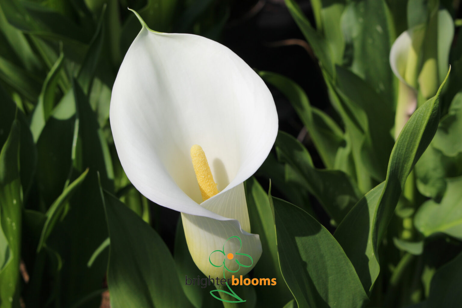 Zantedeschia Ivory Art Plant – Brighter Blooms