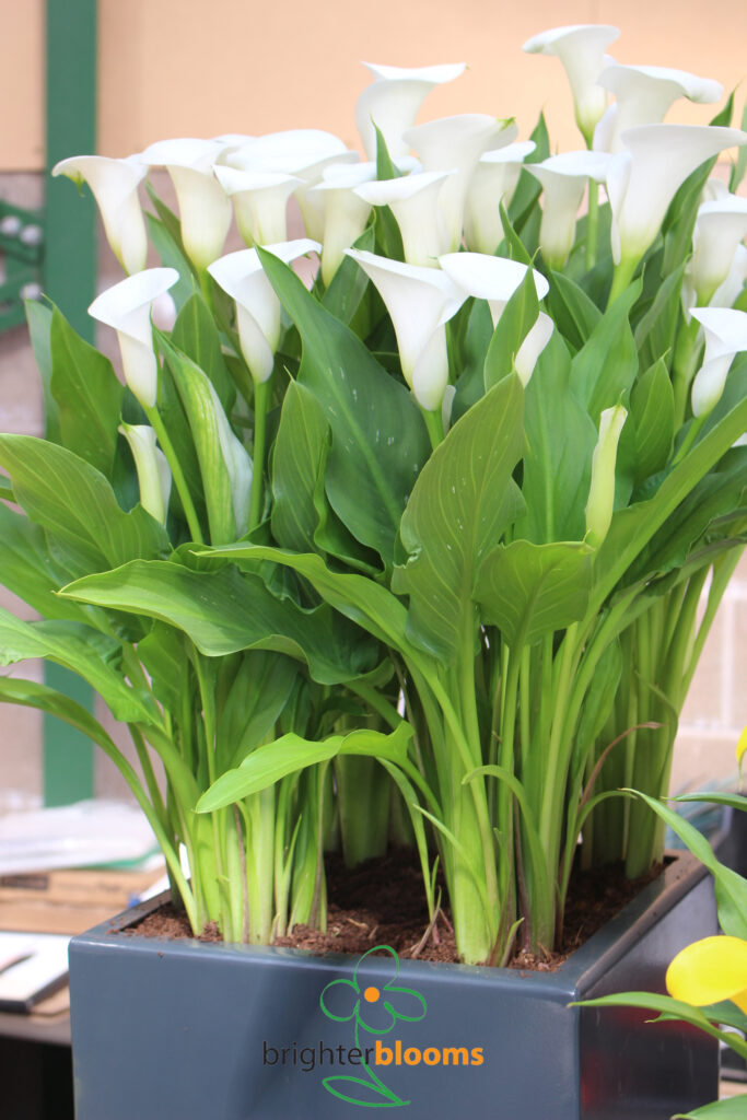 Zantedeschia Ivory Art Plant – Brighter Blooms