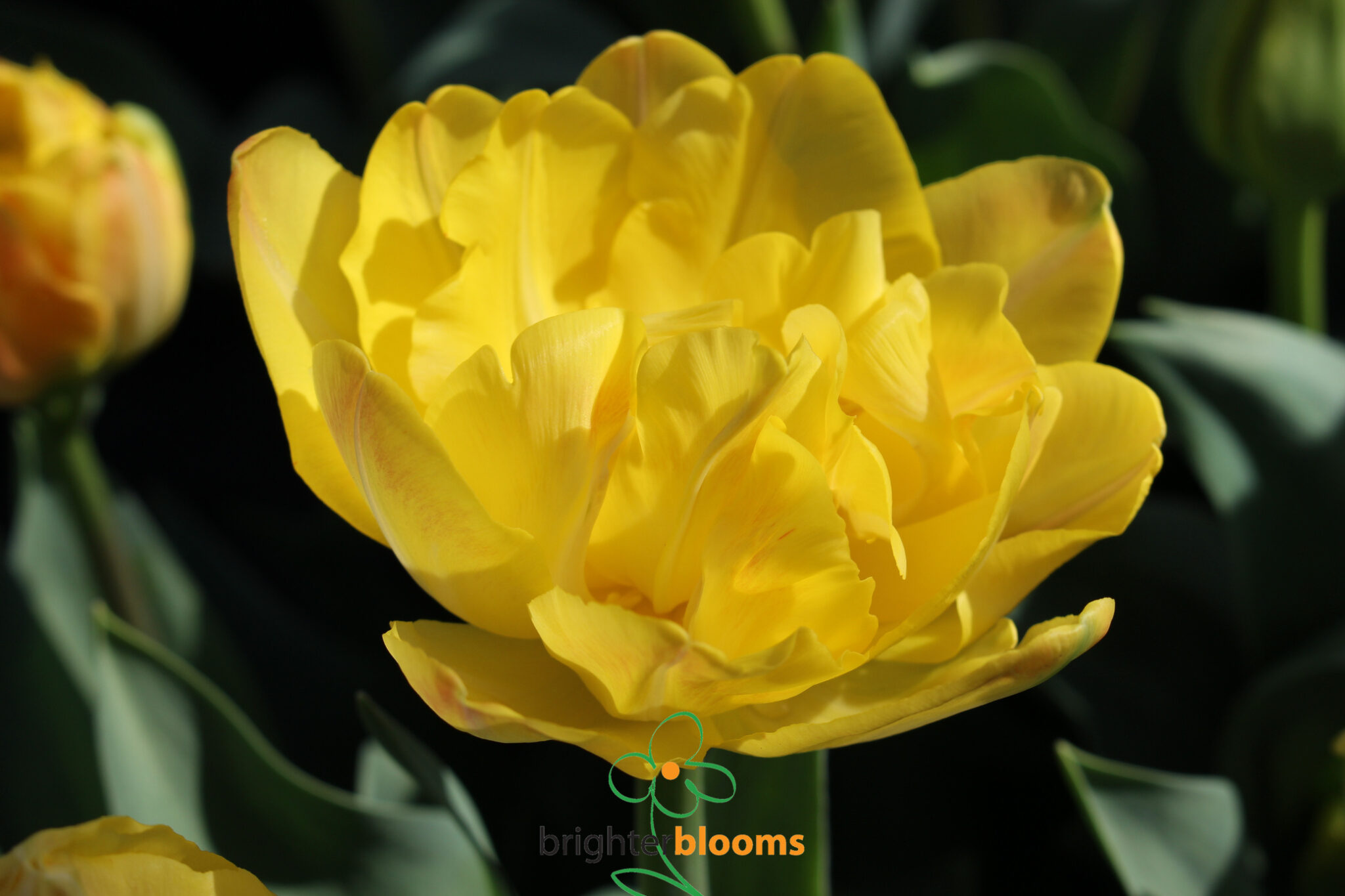Tulip Granny Award – Brighter Blooms