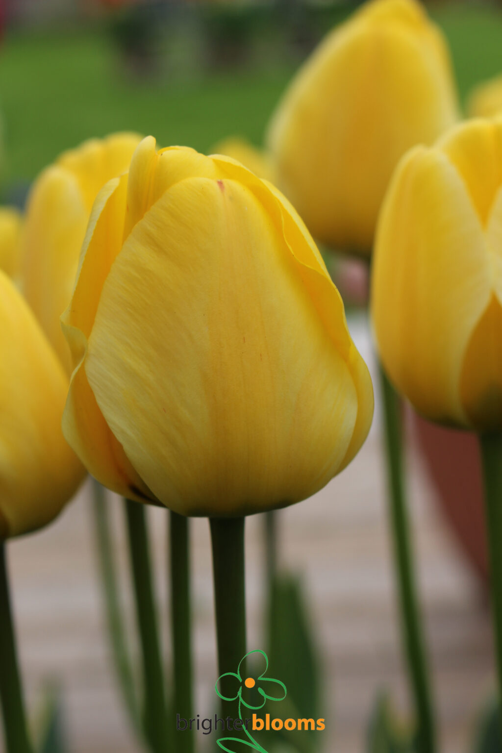 Tulip Jaap Groot – Brighter Blooms
