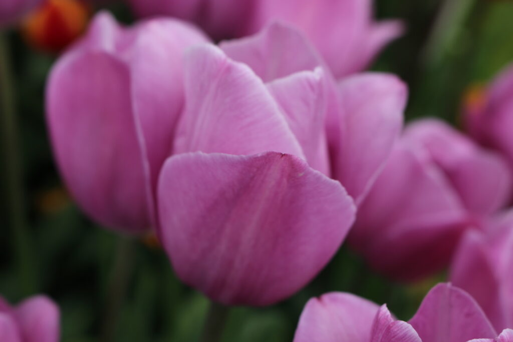 Tulip Violet Beauty – Brighter Blooms