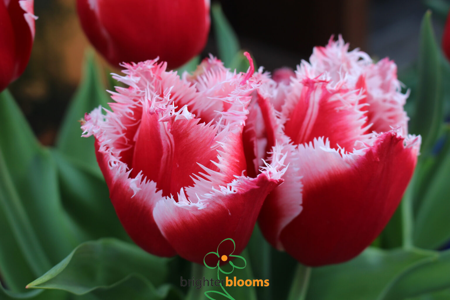 Tulip Bell Song – See *New Santa* – Brighter Blooms