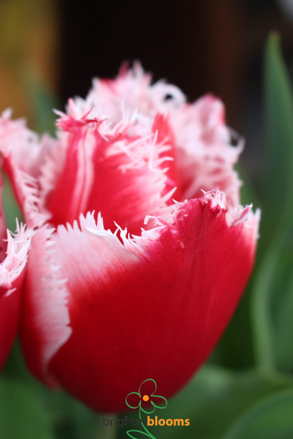 Tulip Bell Song – See *New Santa* – Brighter Blooms