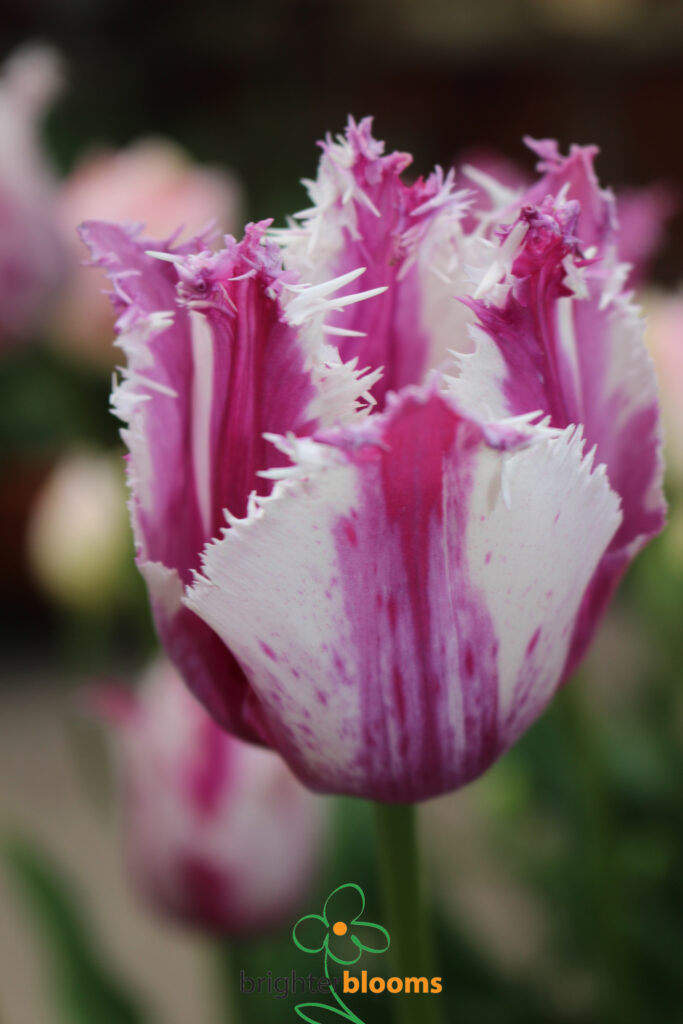Tulip Purple Circus – Brighter Blooms