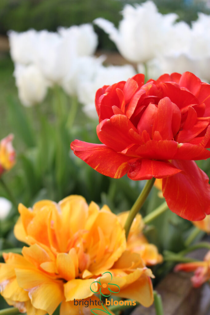 Tulip Sun Lover – Brighter Blooms